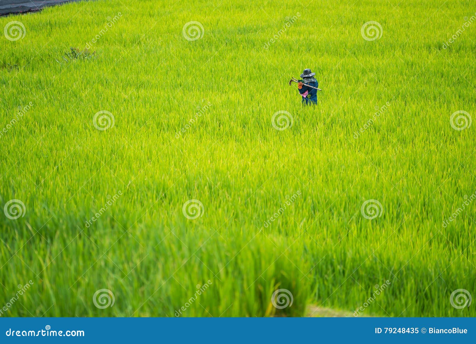 Asian Farmer Working in the Rice Field Stock Image - Image of rice ...