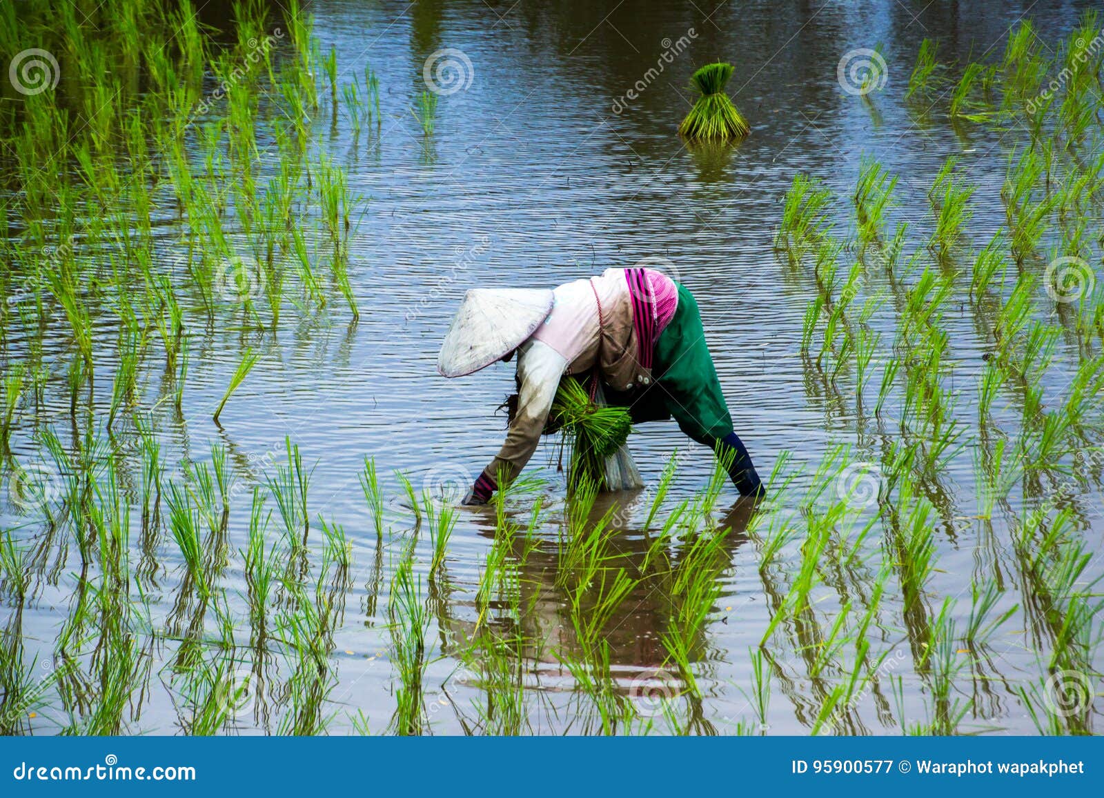 Asian Farmers Farm Rice in Thailand Editorial Photography - Image of ...