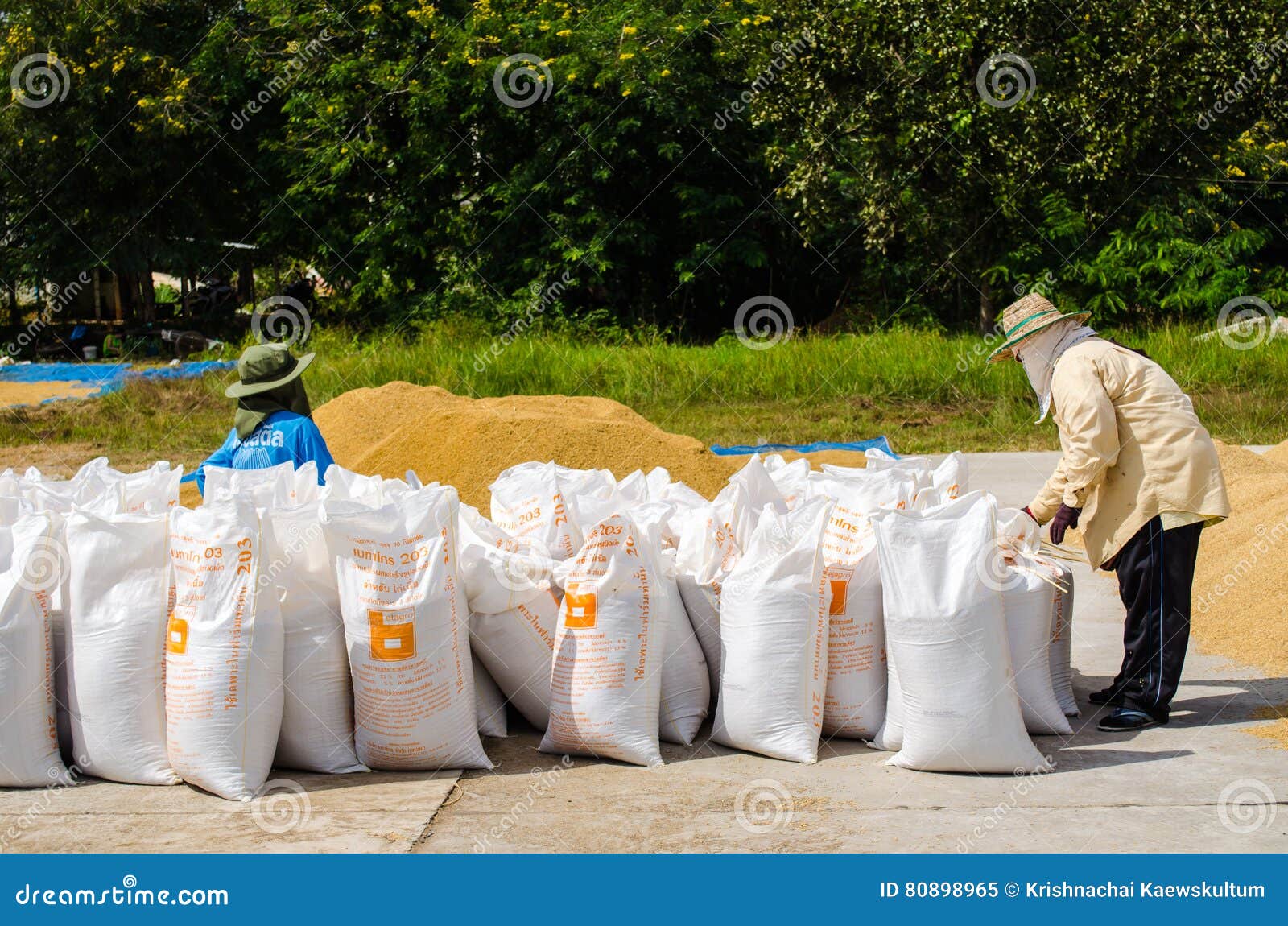 Asian Farmers Working, Drying Spreading Grains Under the Sun Editorial ...