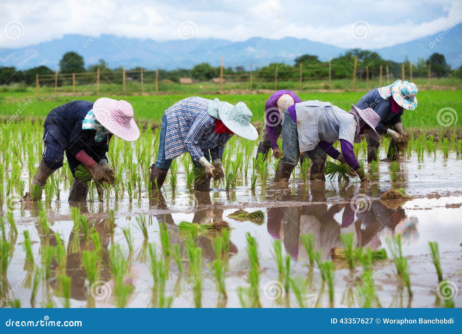 Asian farmers working stock image. Image of nature, person - 43357627