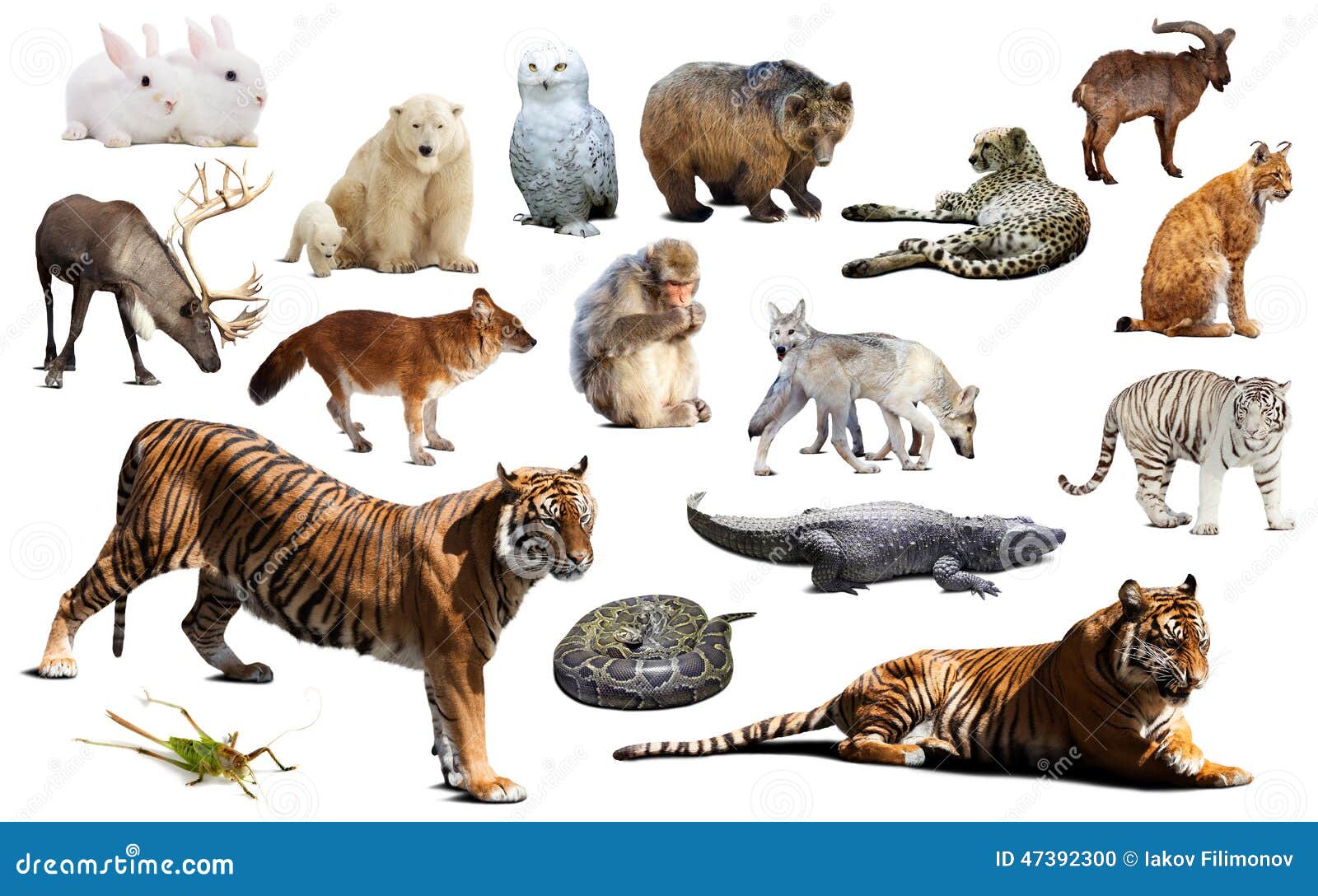 Asian Fauna. Isolated On White Stock Photo - Image: 47392300
