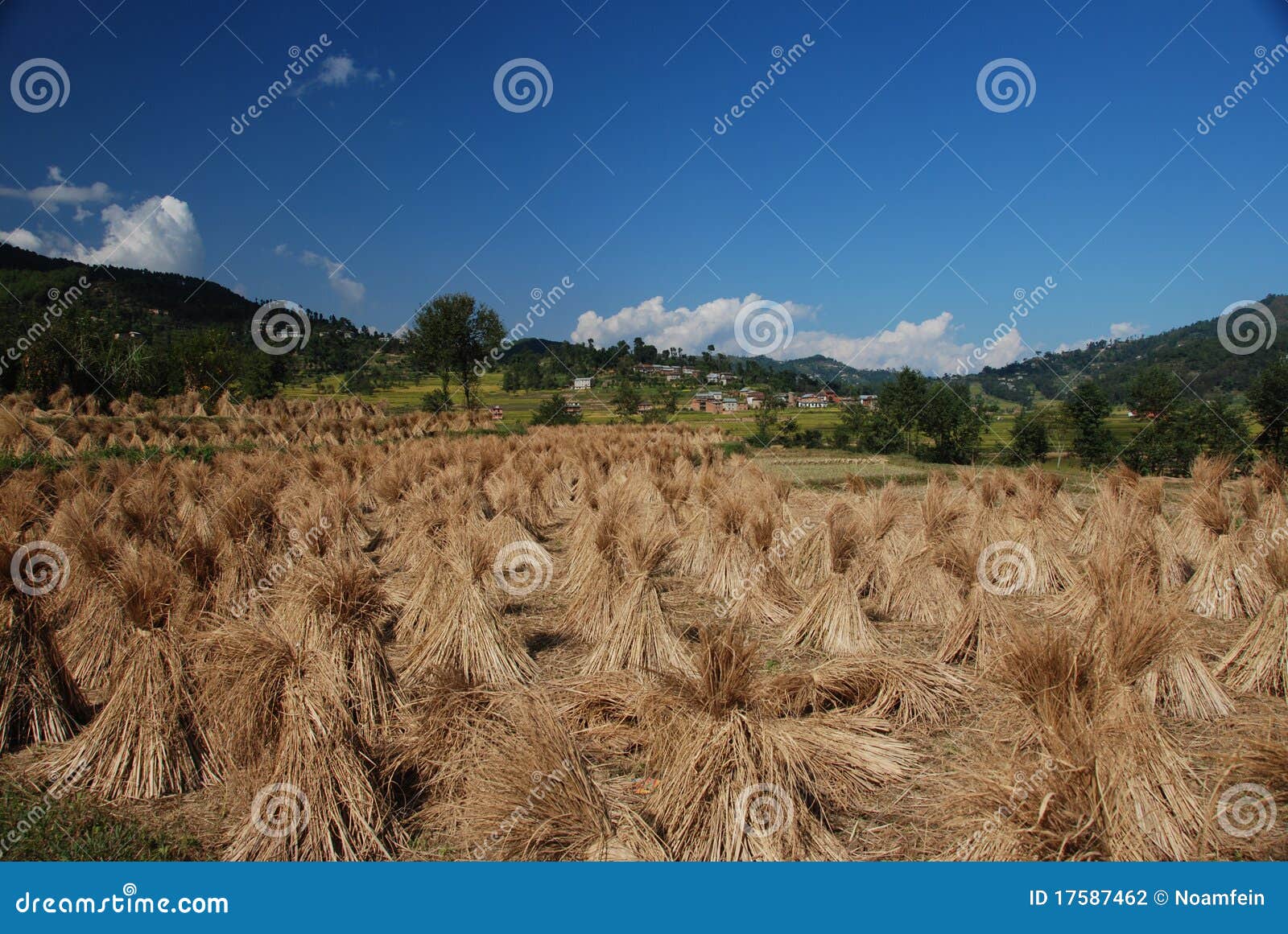 Asian fields stock photo. Image of ghyaru, fields, hike - 17587462