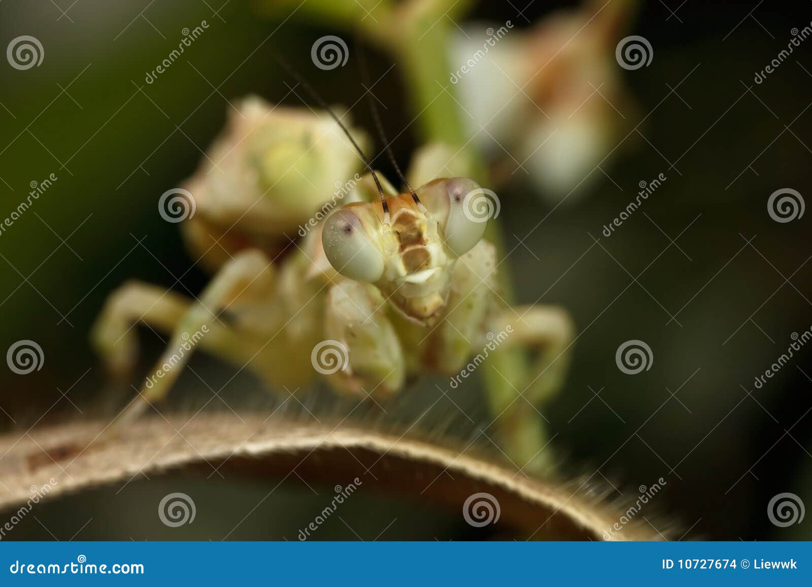 Asian Flower Mantis stock photo. Image of insect, close - 10727674