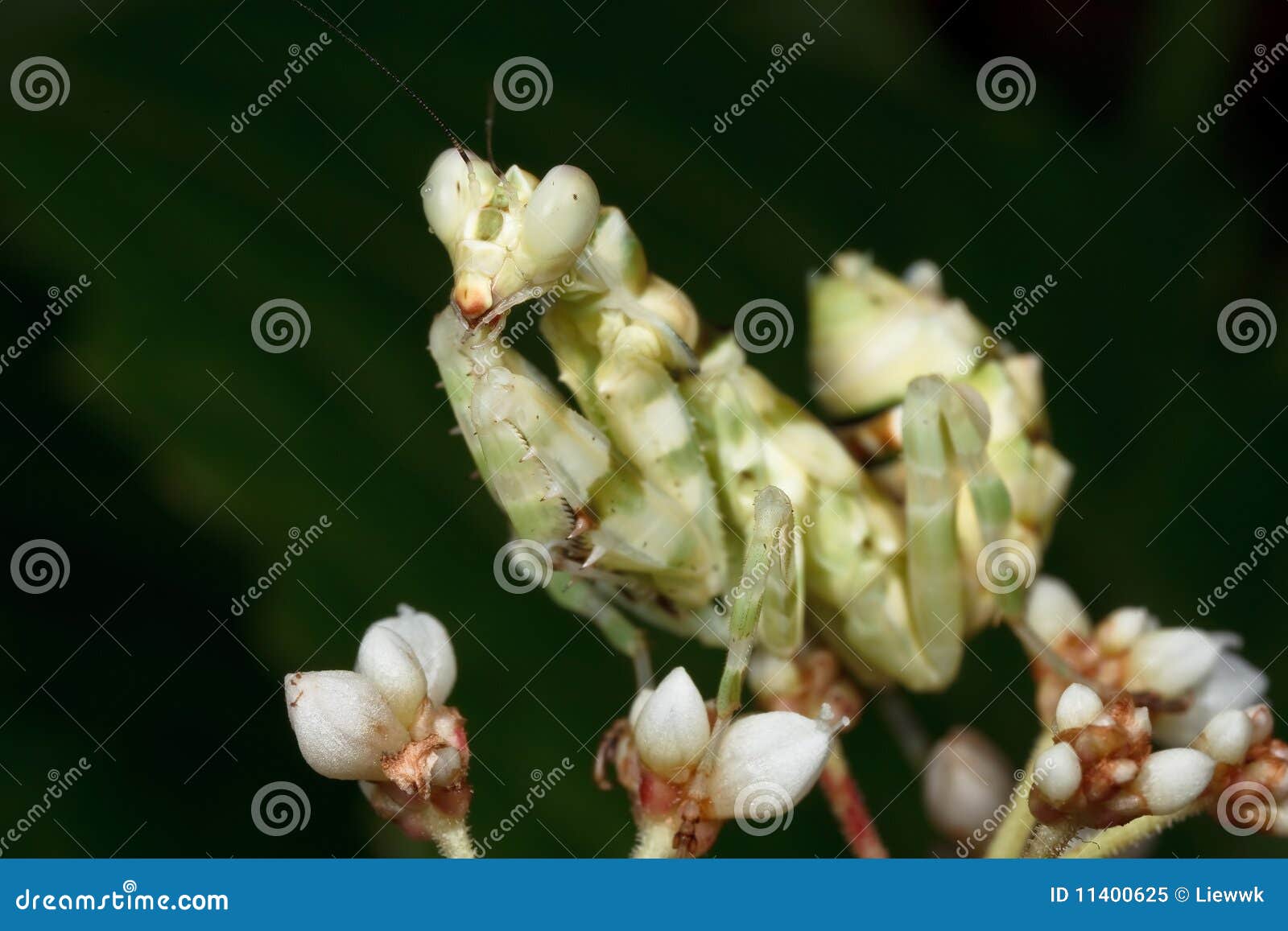Asian Flower Mantis stock image. Image of garden, closeup - 11400625