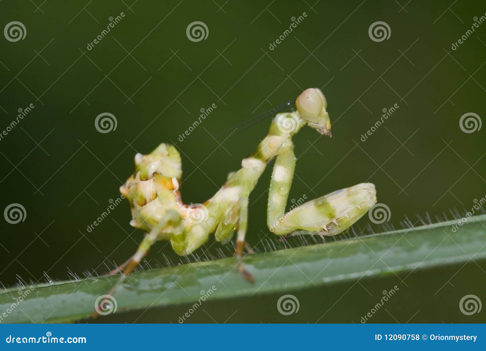 An asian flower mantis stock photo. Image of banded, green - 12090758