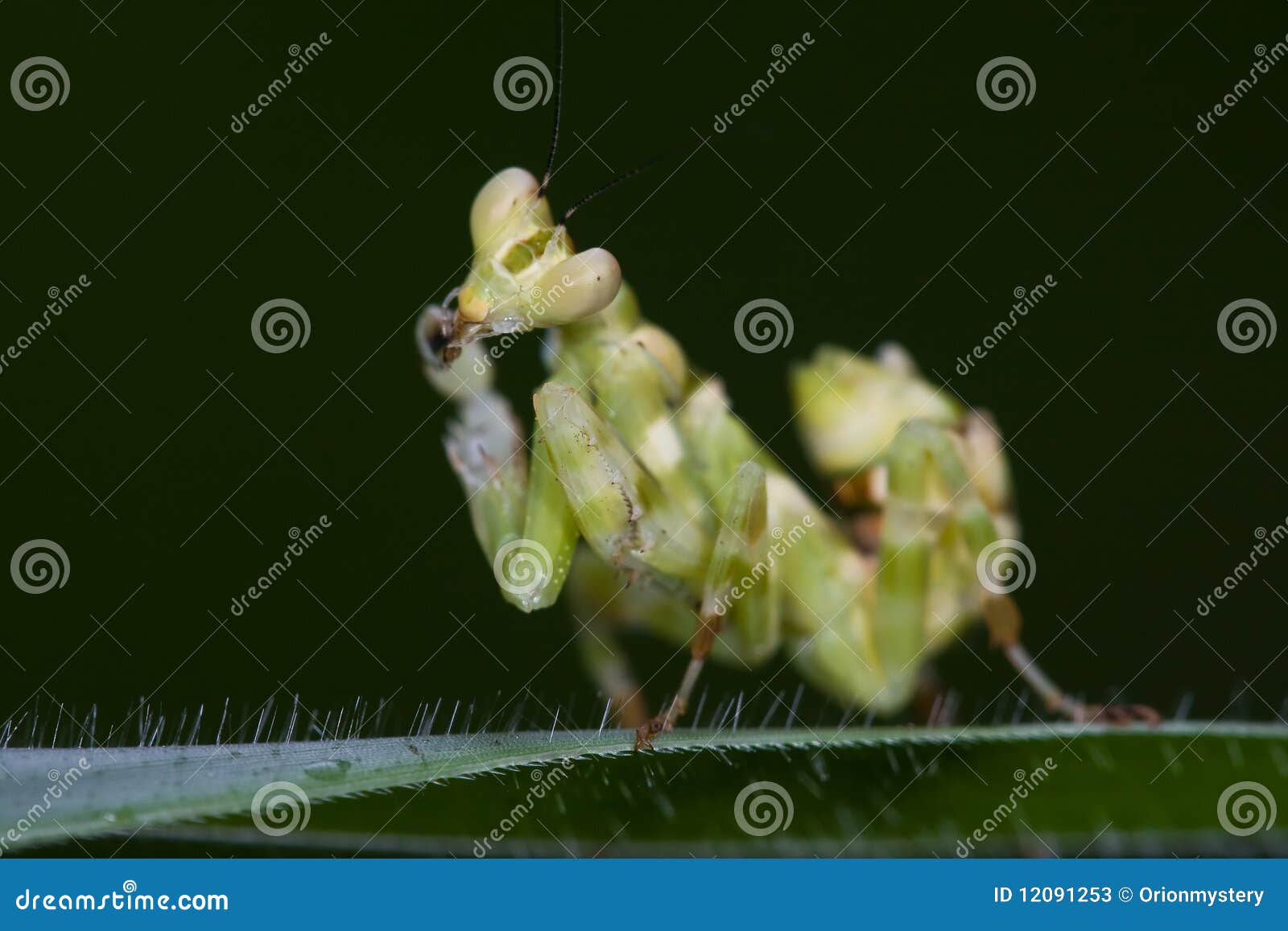 An asian flower mantis stock image. Image of closeup - 12091253