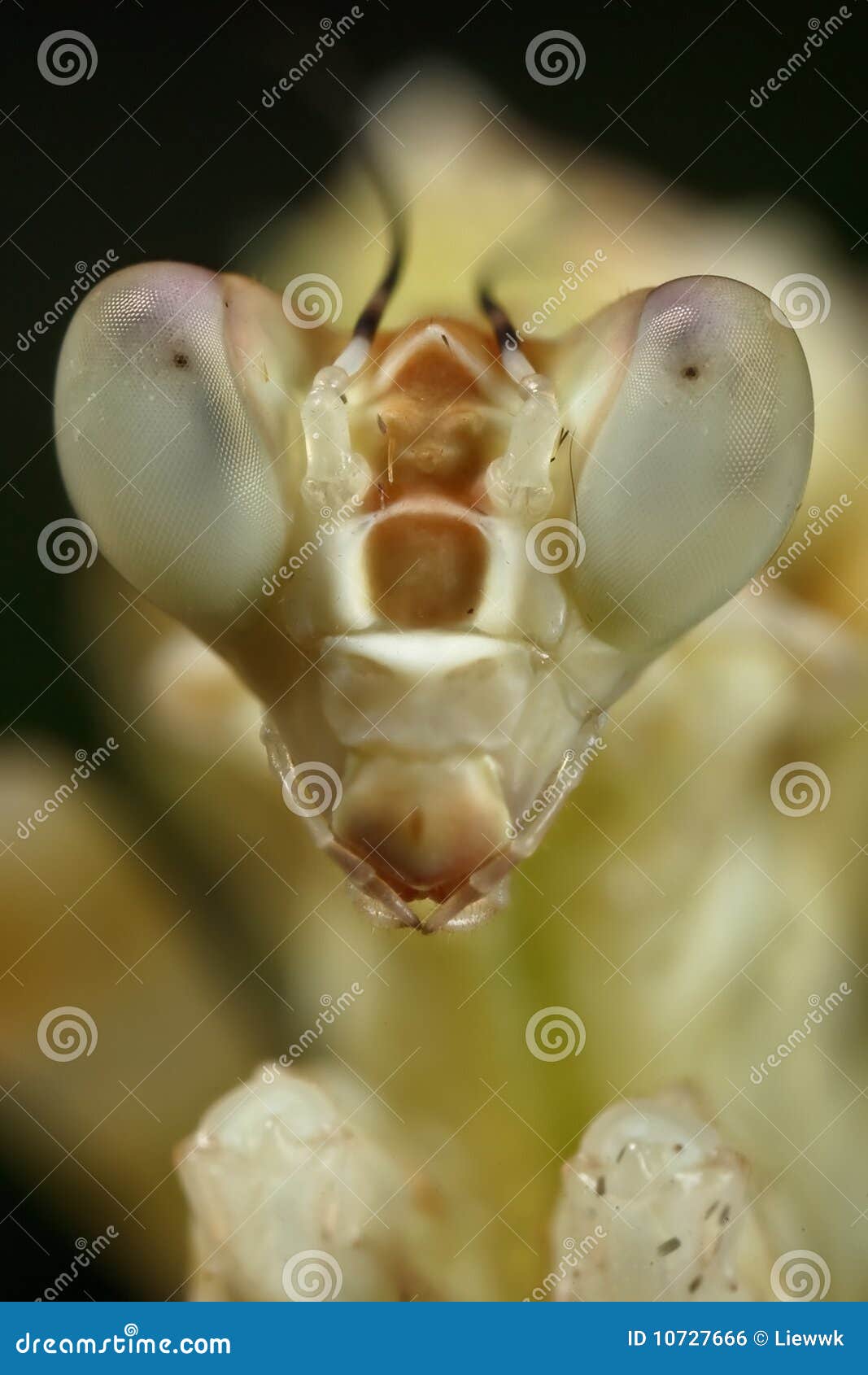 Asian Flower Mantis face stock photo. Image of wilderness - 10727666