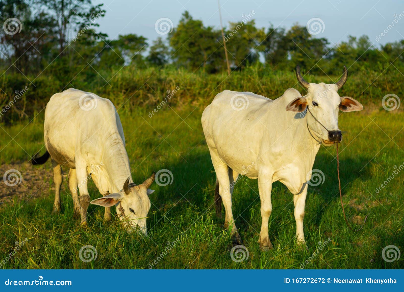 Asian Folk Cows are Feeding in the Fields. Stock Photo - Image of breed ...