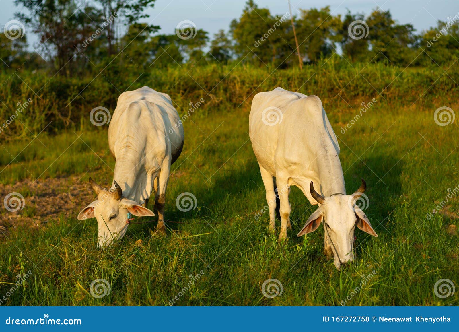 Asian Folk Cows are Feeding in the Fields. Stock Photo - Image of ...