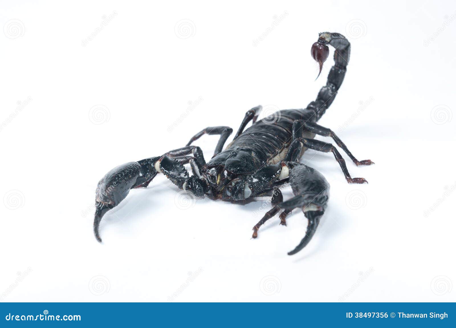 Heterometrus Spinifer