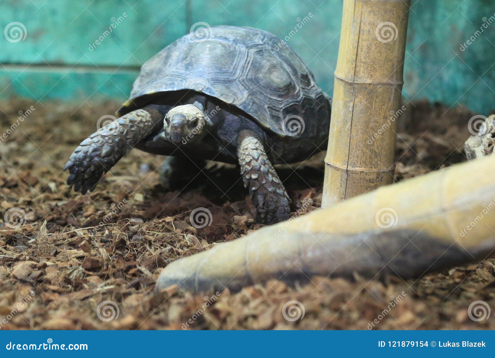 Asian forest tortoise stock photo. Image of crawling - 121879154