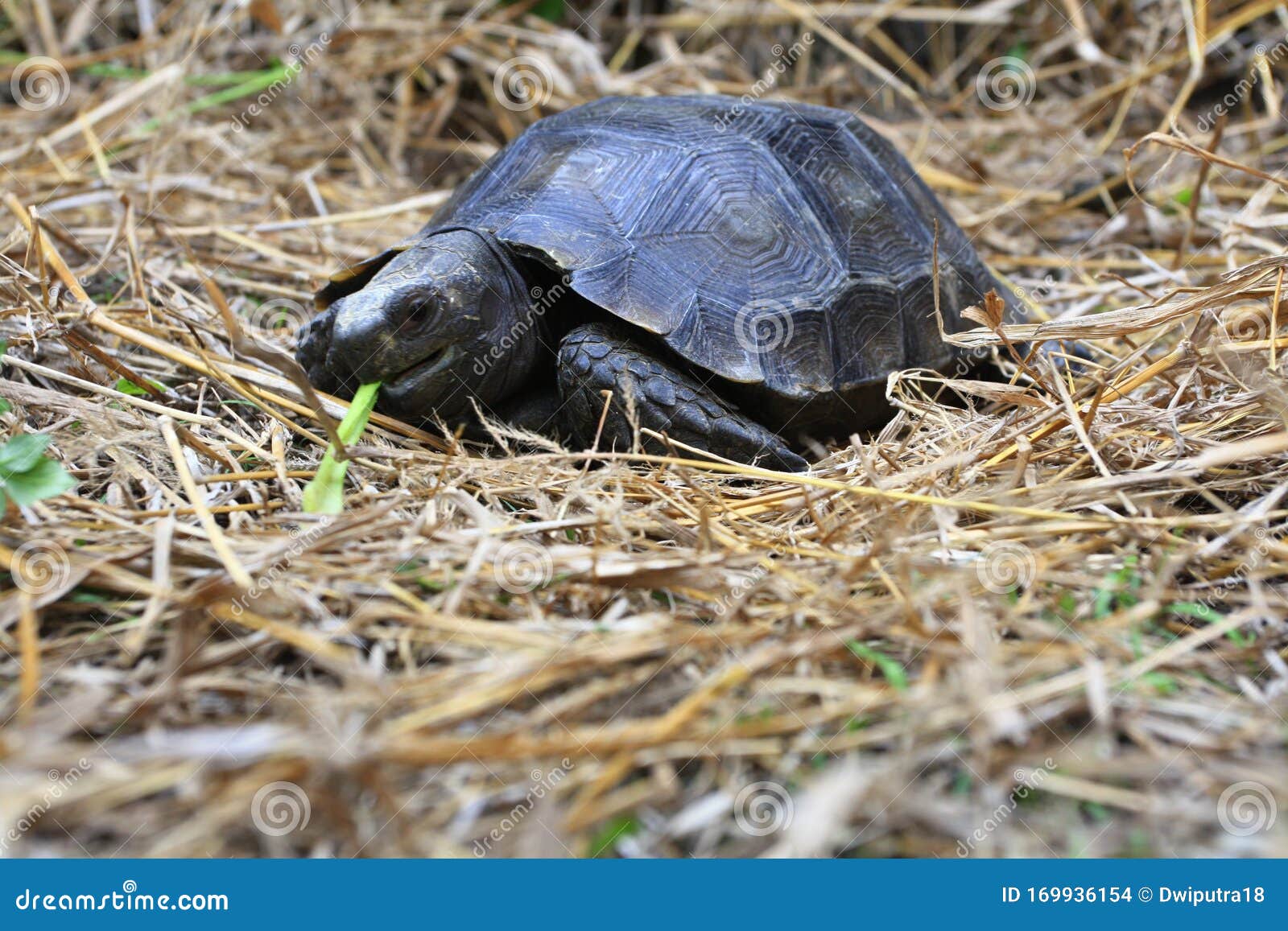 The Asian Forest Tortoise Manouria Emys, Stock Photo - Image of giant ...