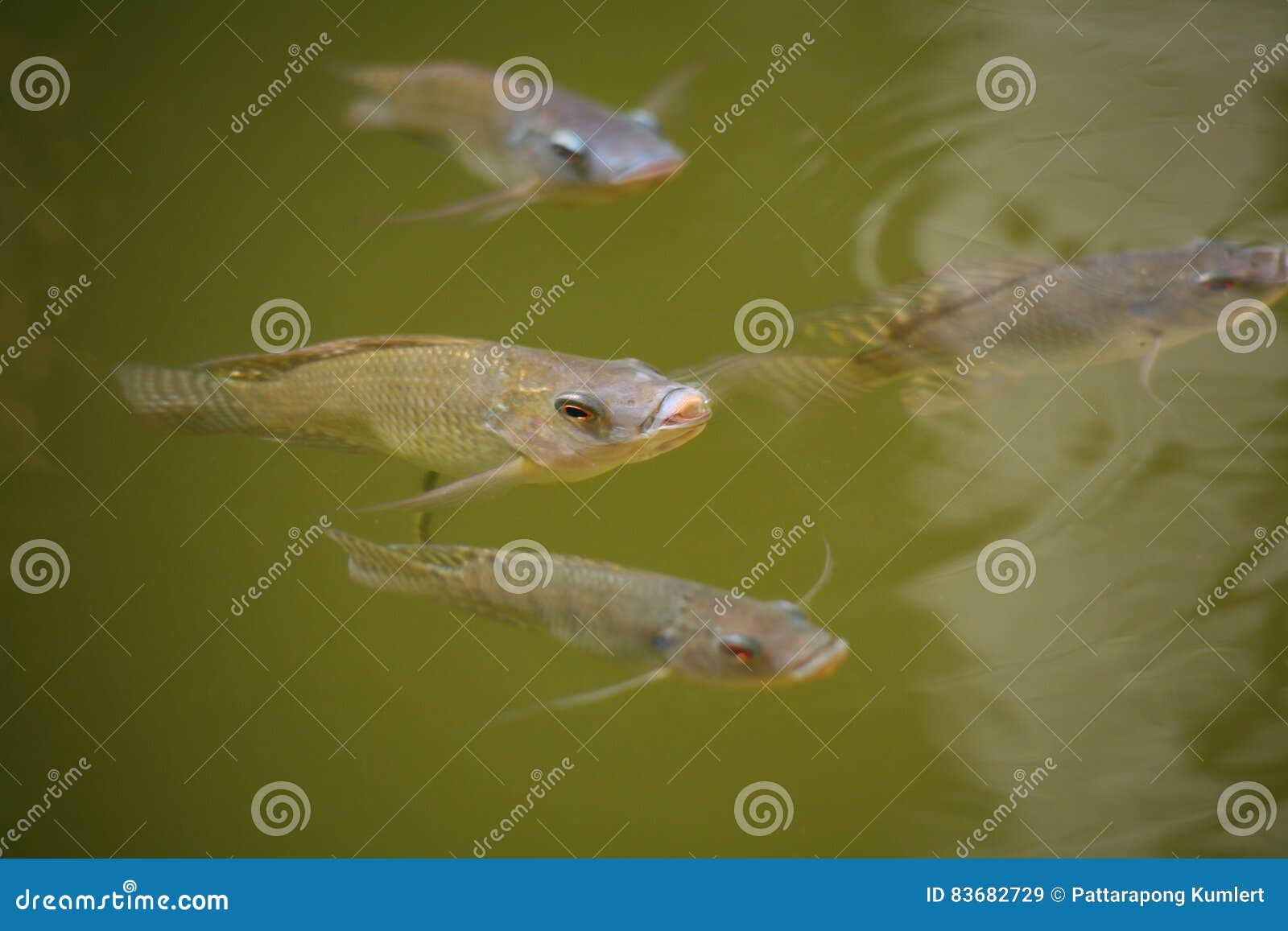 Asian freshwater fish stock image. Image of live, fish - 83682729