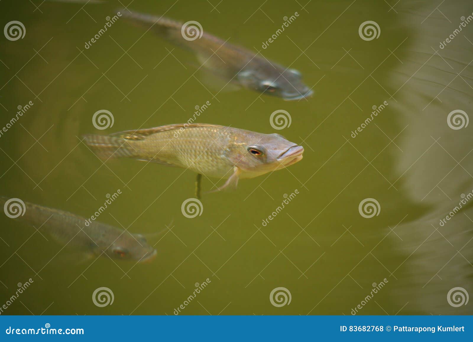 Asian freshwater fish stock photo. Image of fish, water - 83682768