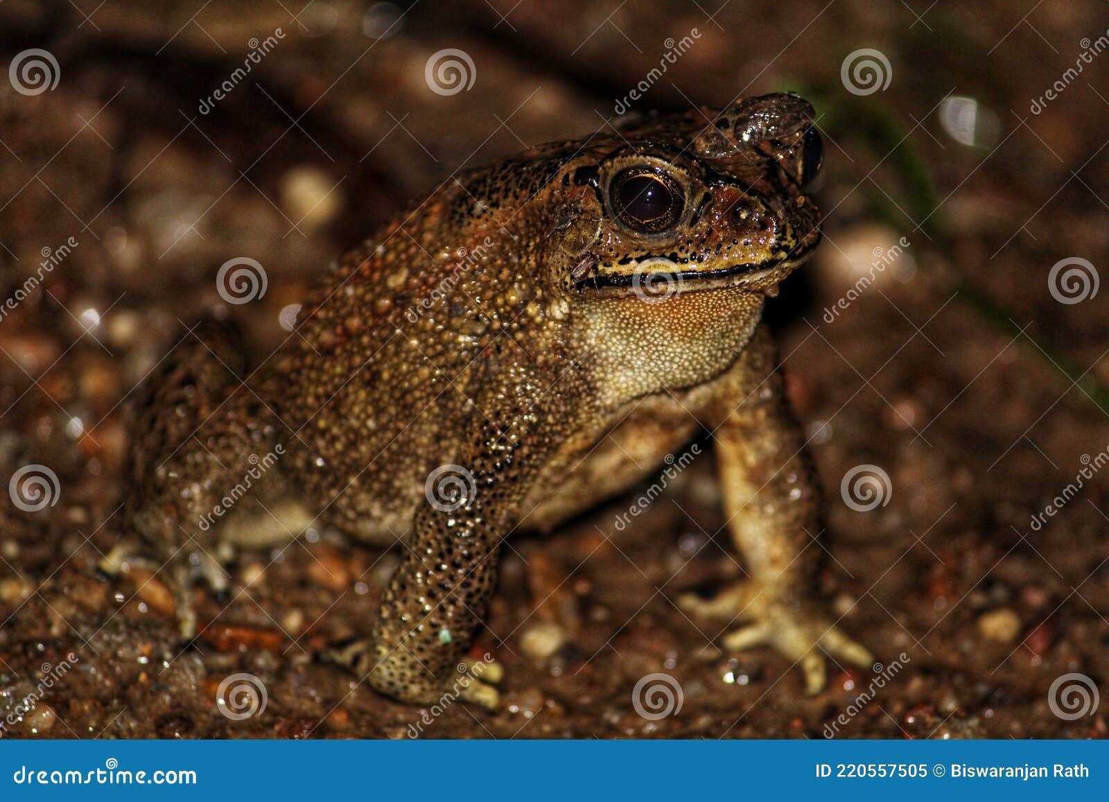 Asian Frog during Breeding Time in Rainy Season Stock Image - Image of ...
