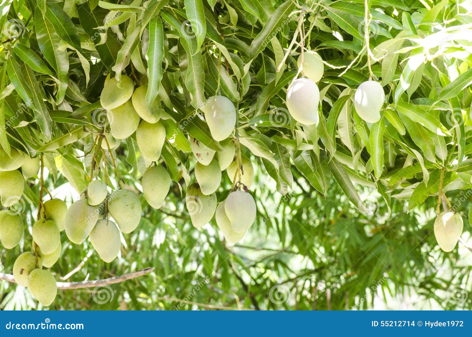 Asian fruit indian mangoes stock photo. Image of yellow - 55212714