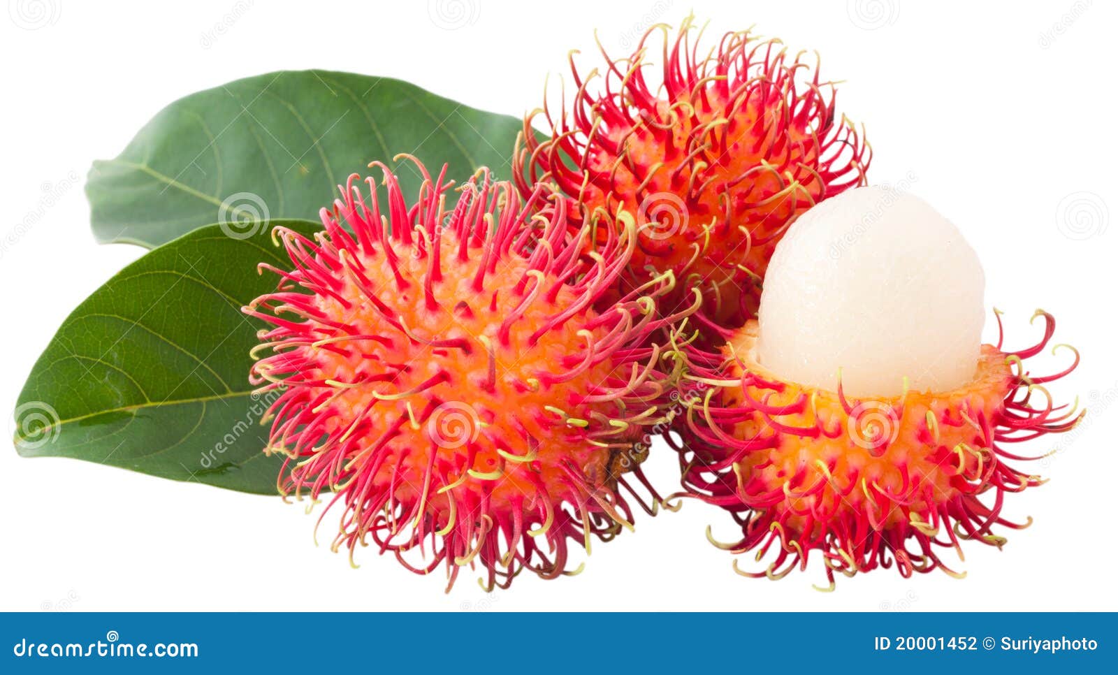 Asian fruit rambutan stock photo. Image of twig, open - 20001452