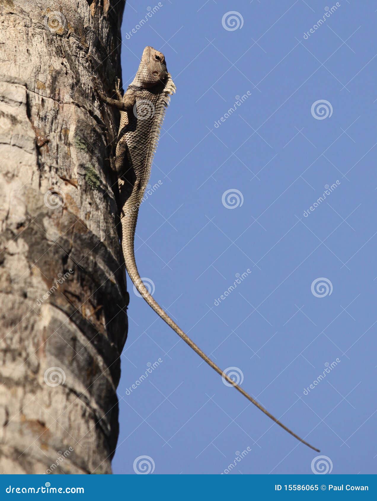 A Garden Lizard On A Green Background Royalty-Free Stock Photography ...
