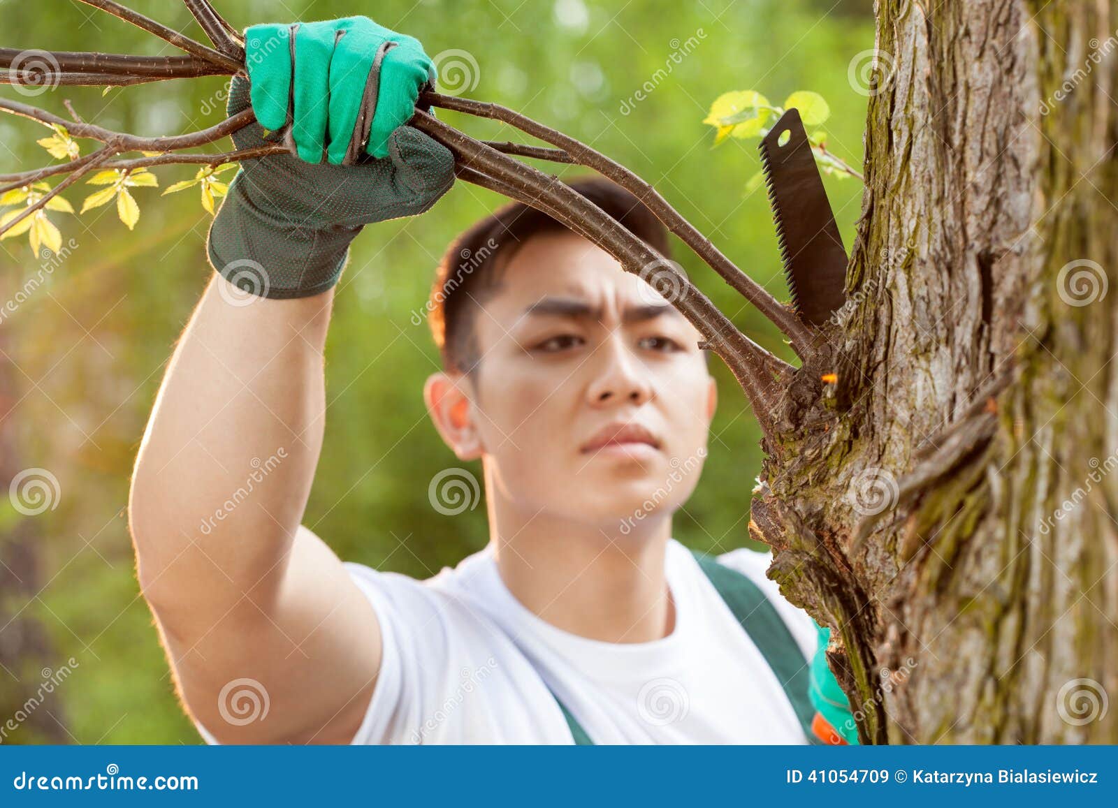 Gardener Cropping Tree Royalty-Free Stock Image | CartoonDealer.com ...