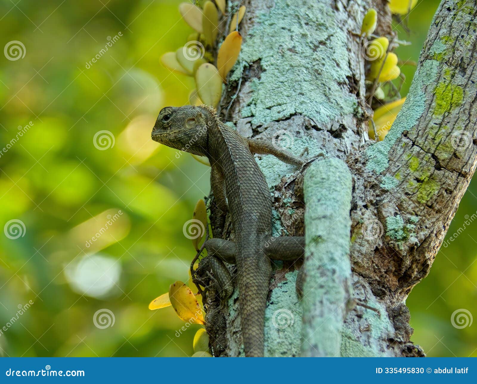 Asian Gecko on a Parasitic Tree Branch Stock Photo - Image of iguana ...