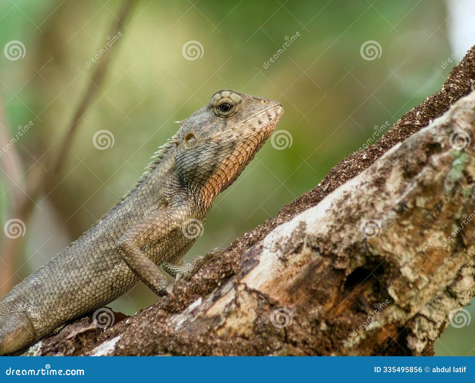 Asian Gecko on a Parasitic Tree Branch Stock Photo - Image of animals ...