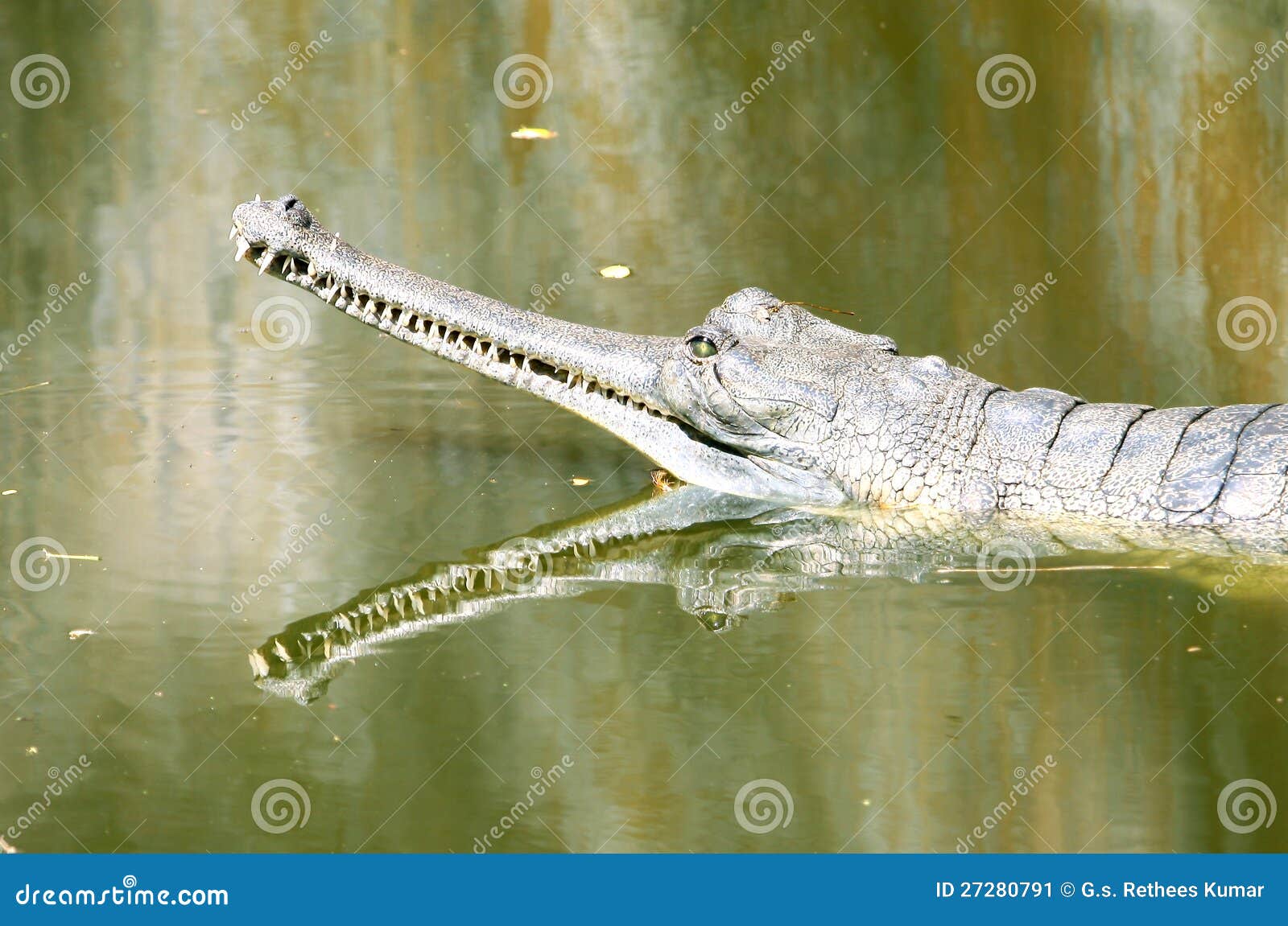 Asian gharial stock image. Image of endangered, gavial - 27280791