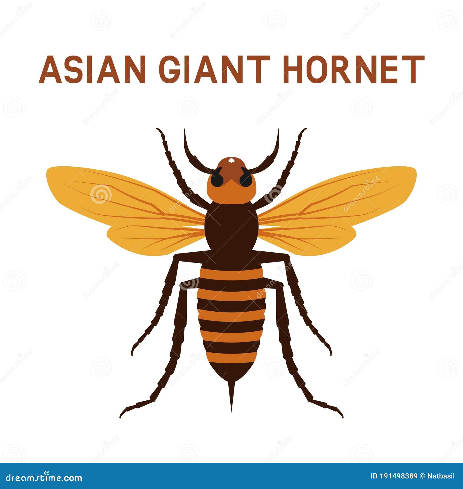 Asian Giant Murder Hornet Insect Cartoon Vector | CartoonDealer.com ...