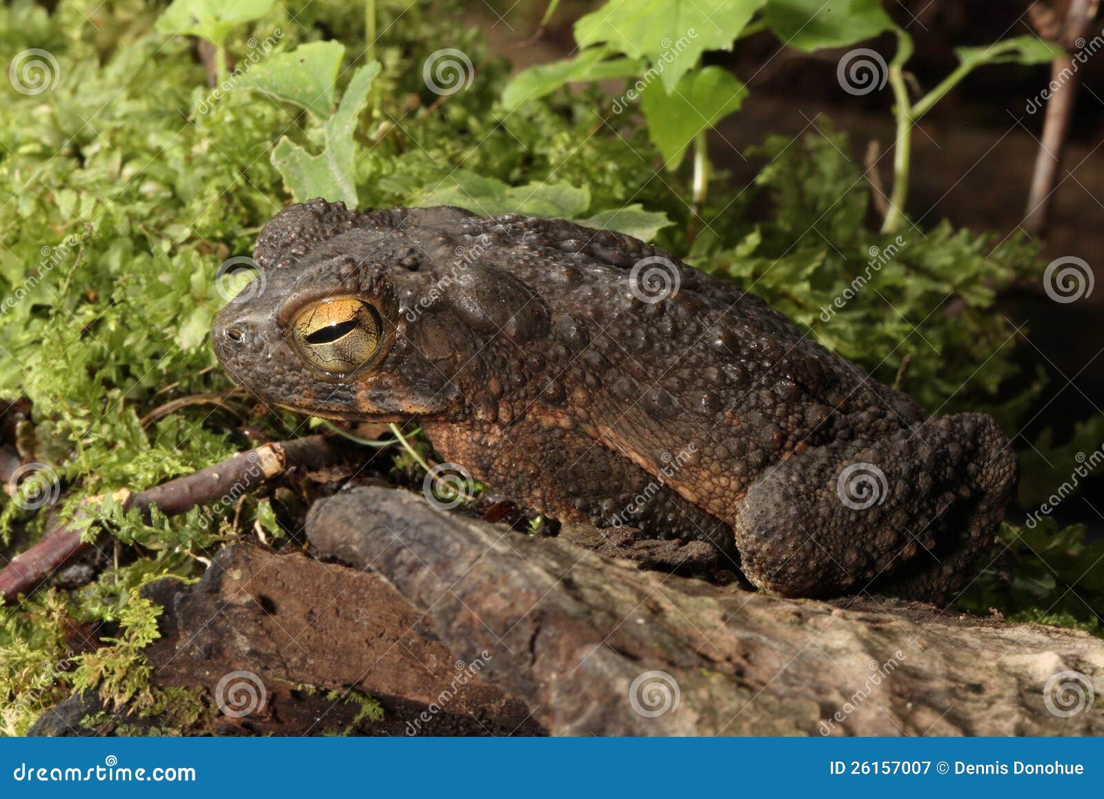 Asian Giant Toad (Bufo Asper) Stock Image - Image of rain, reed: 26157007
