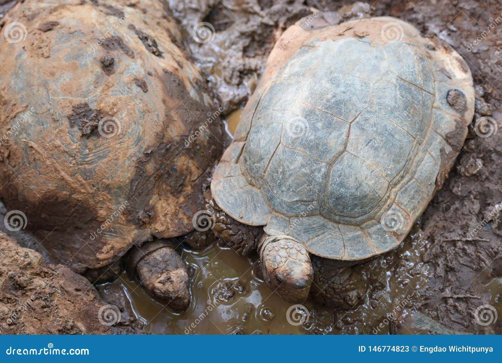 Asian Giant Tortoise Big Turtle on Mud Pond Stock Image - Image of lake ...
