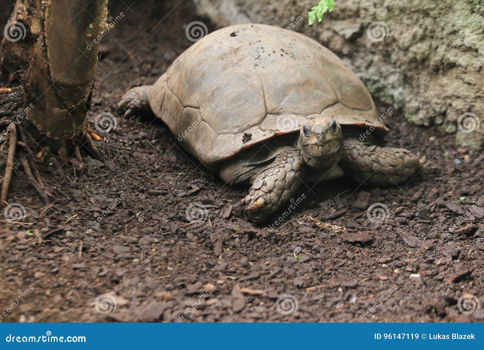 Asian giant tortoise stock image. Image of manouria, emys - 96147119