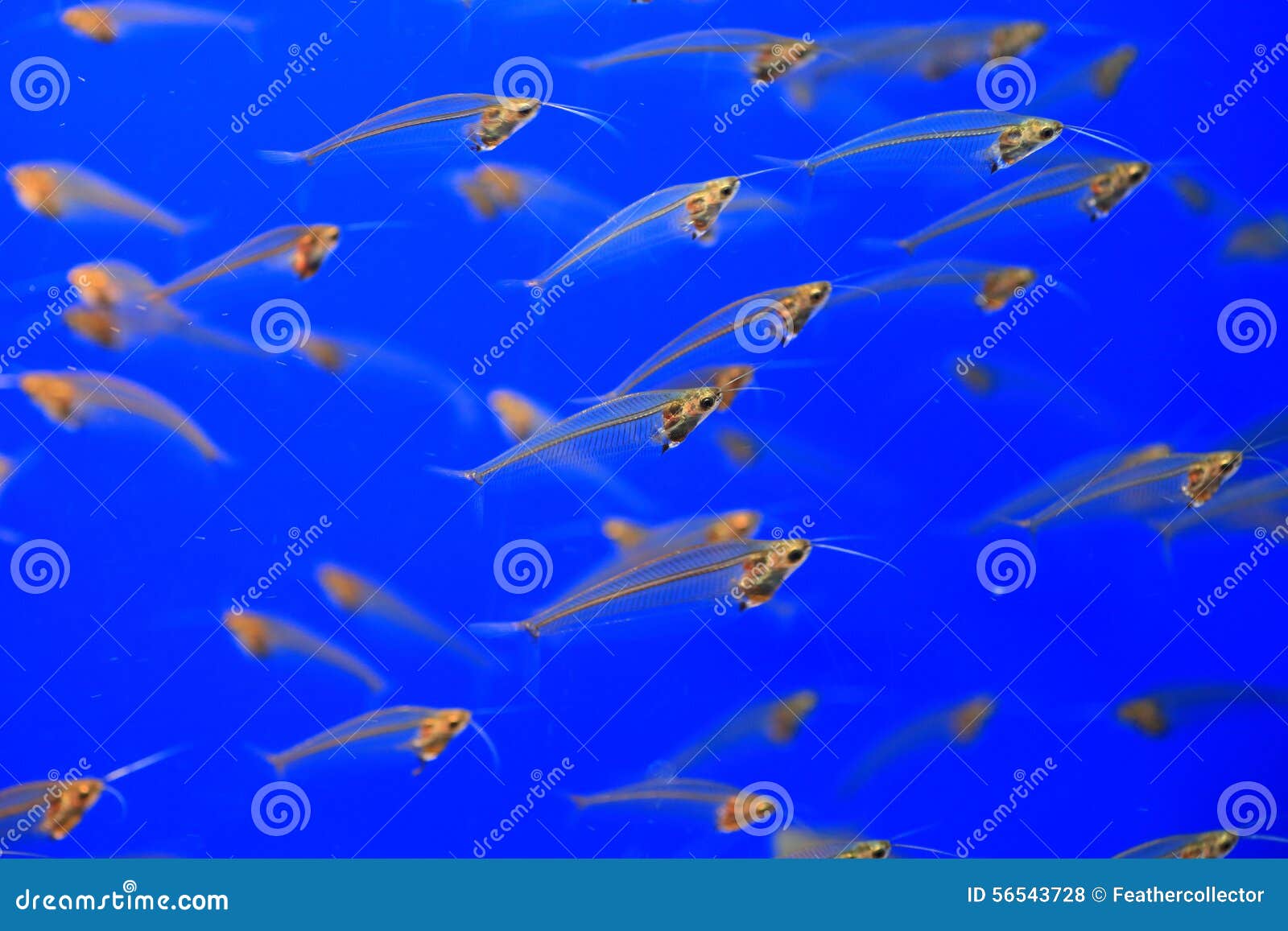 Asian glass catfish stock photo. Image of south, glass - 56543728