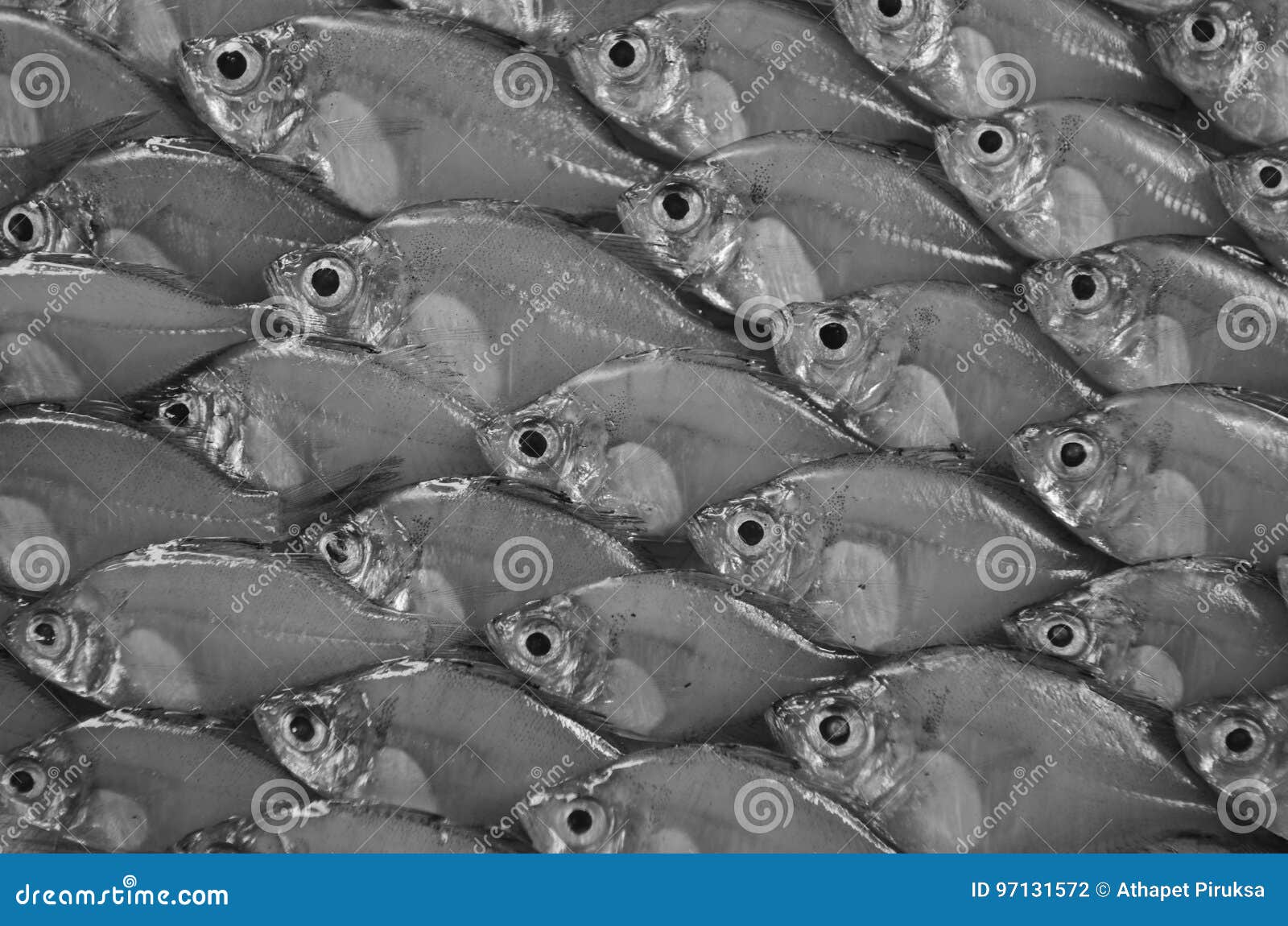Asian Glassfish Stock Photos - Free & Royalty-Free Stock Photos from ...