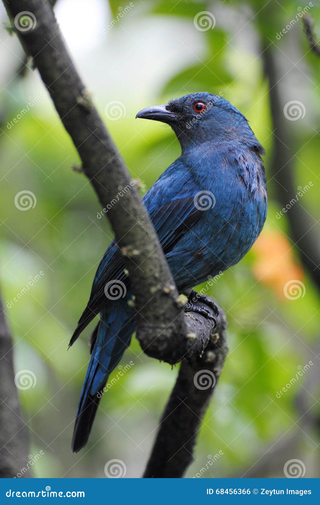 Asian Glossy Starling Aplonis Panayensis Stock Photo | CartoonDealer ...
