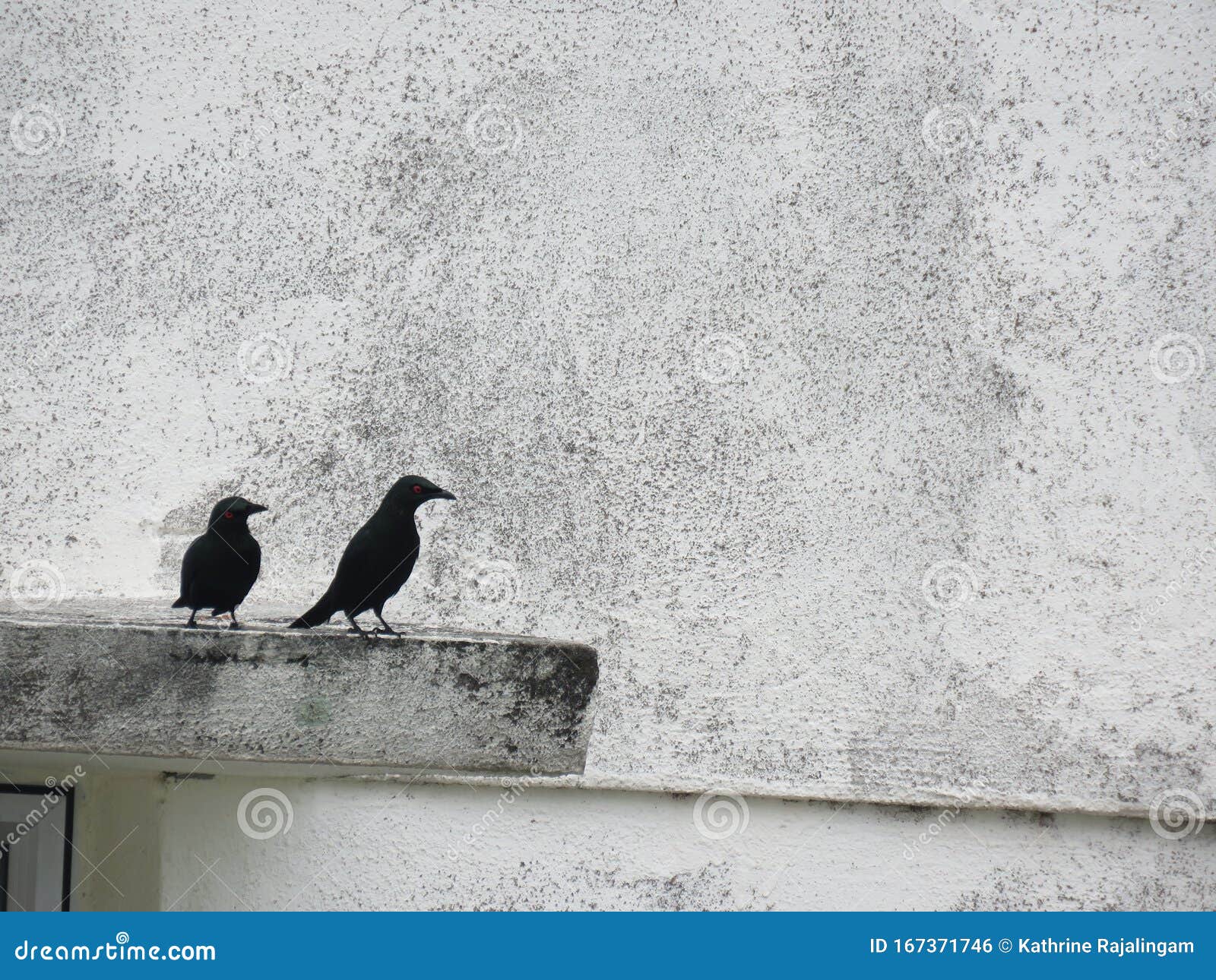 The Asian Glossy Starling Bird Stock Photo - Image of colorful ...