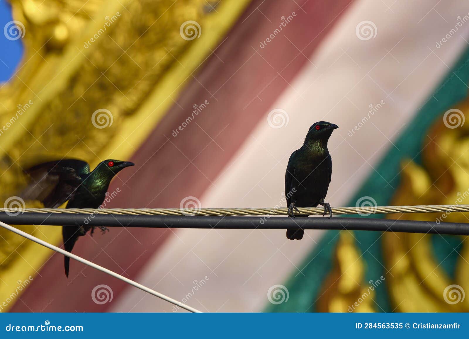 Asian Glossy Starling - Black Bird with Red Eyes . Stock Image - Image ...