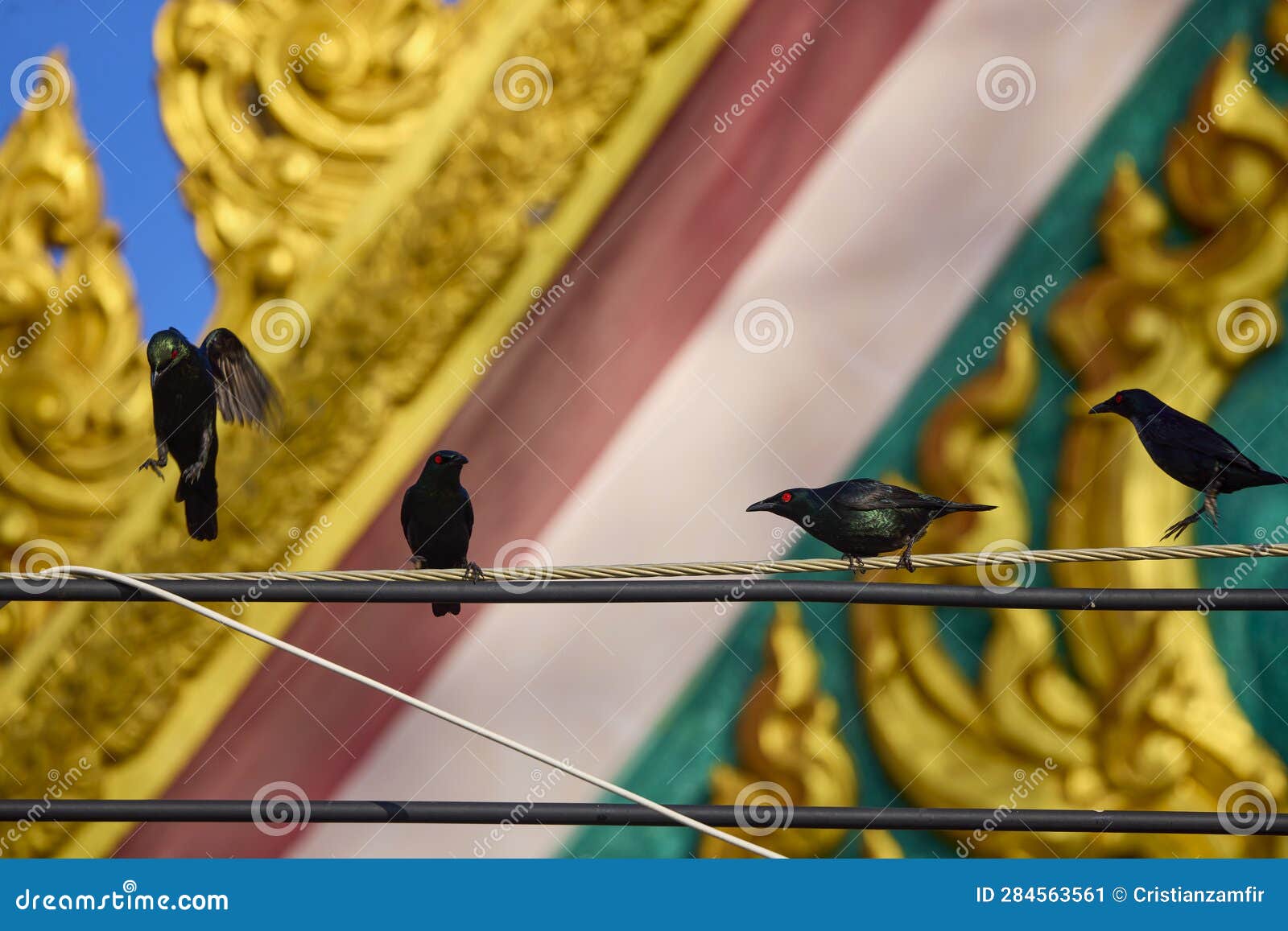 Asian Glossy Starling - Black Bird with Red Eyes . Stock Image - Image ...