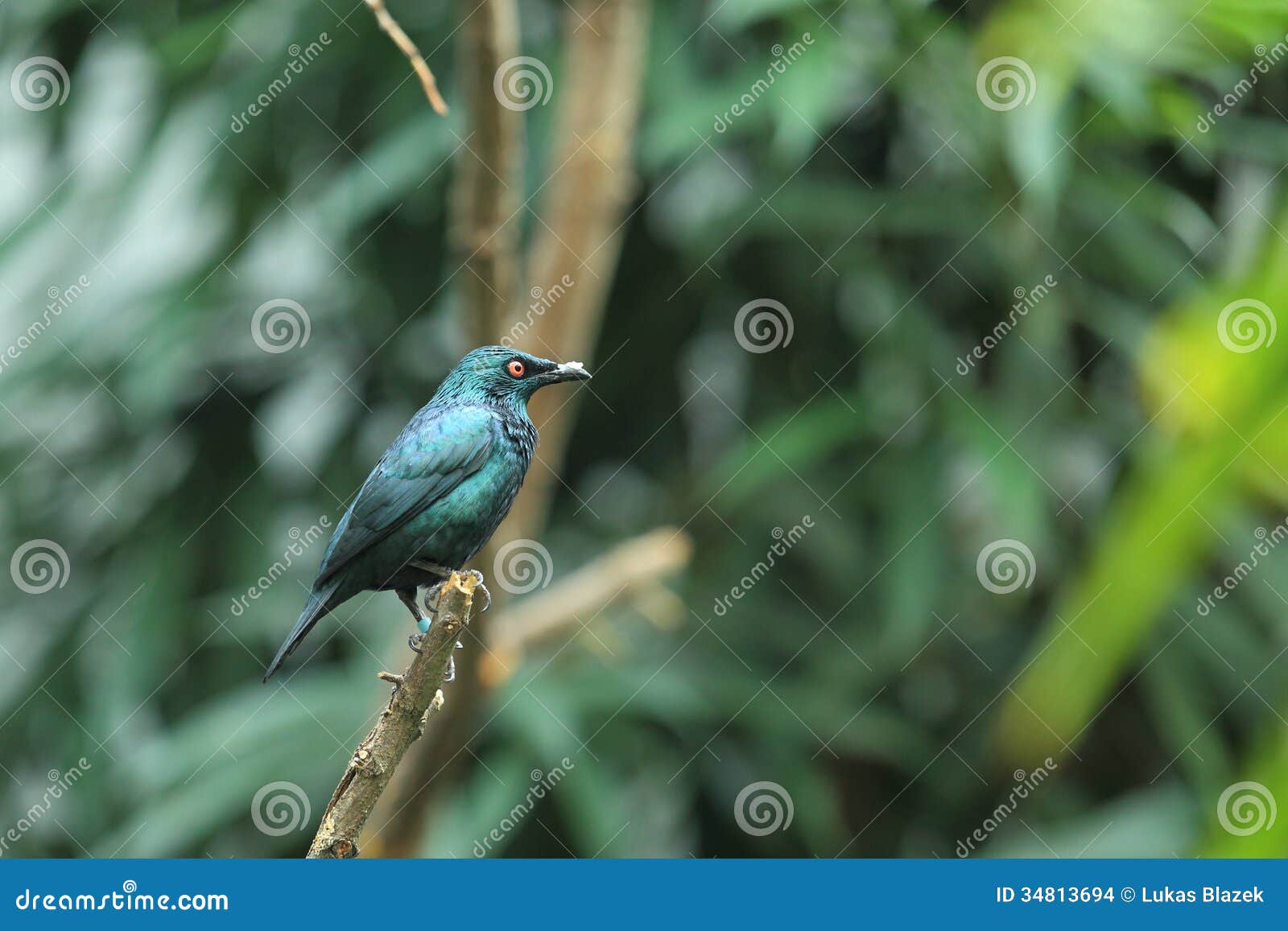 Asian glossy starling stock photo. Image of asian, starling - 34813694