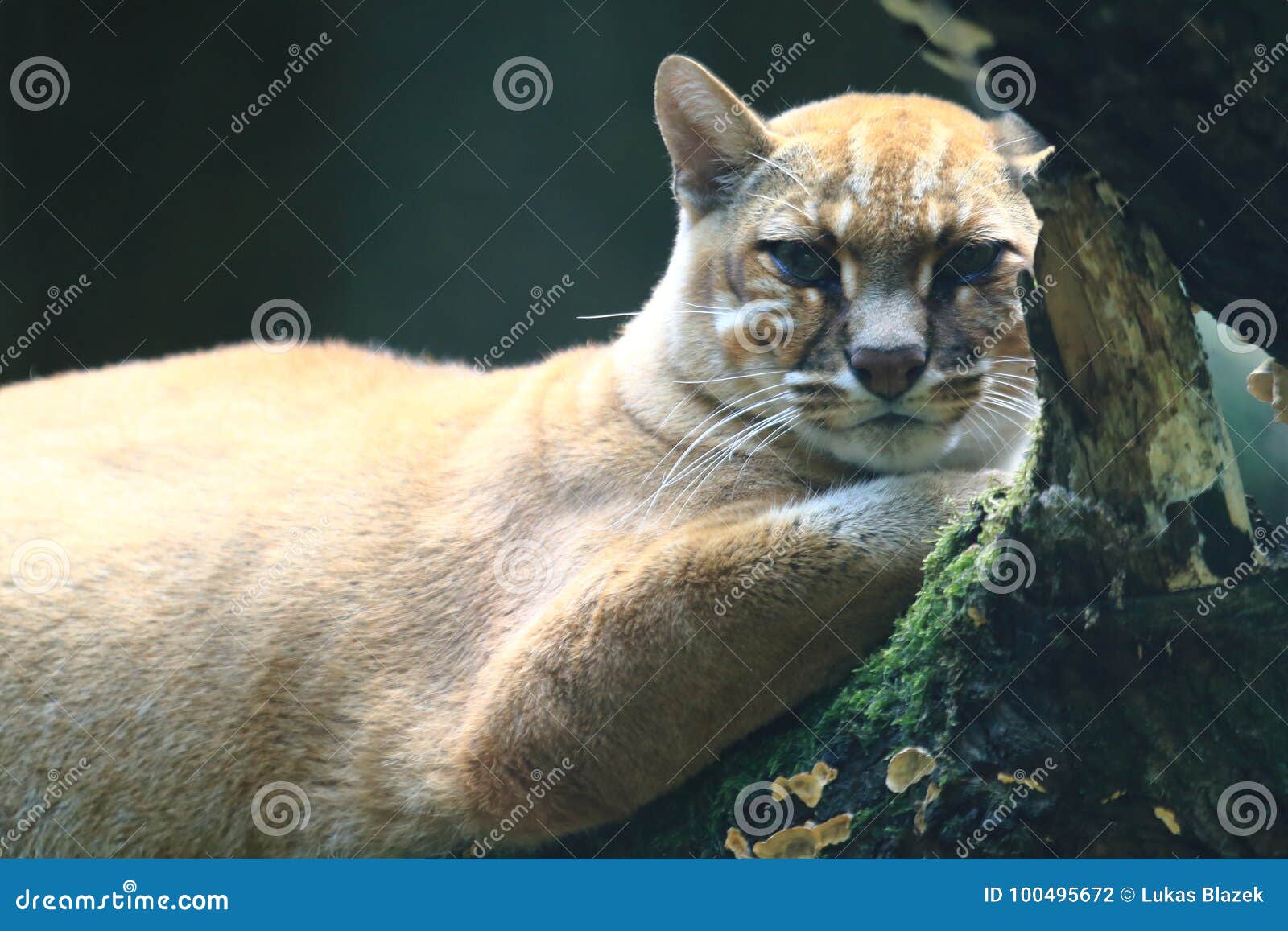 Asian golden cat stock photo. Image of temminckii, lying - 100495672