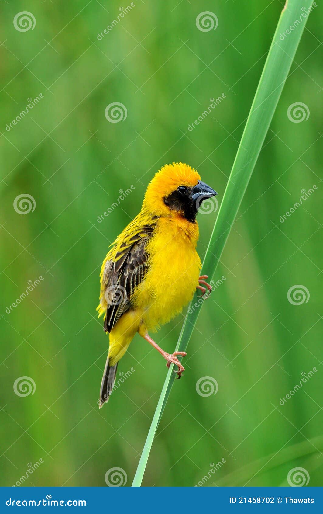Asian Golden Weaver (bird) stock photo. Image of gray - 21458702