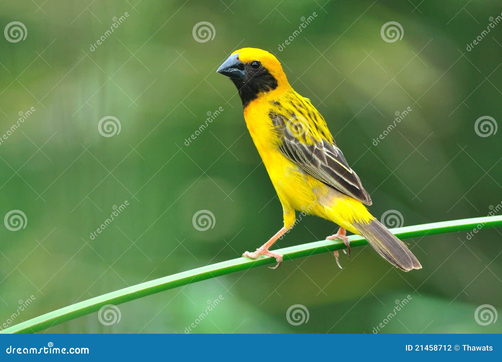 Asian Golden Weaver bird stock photo. Image of outdoors - 21458712