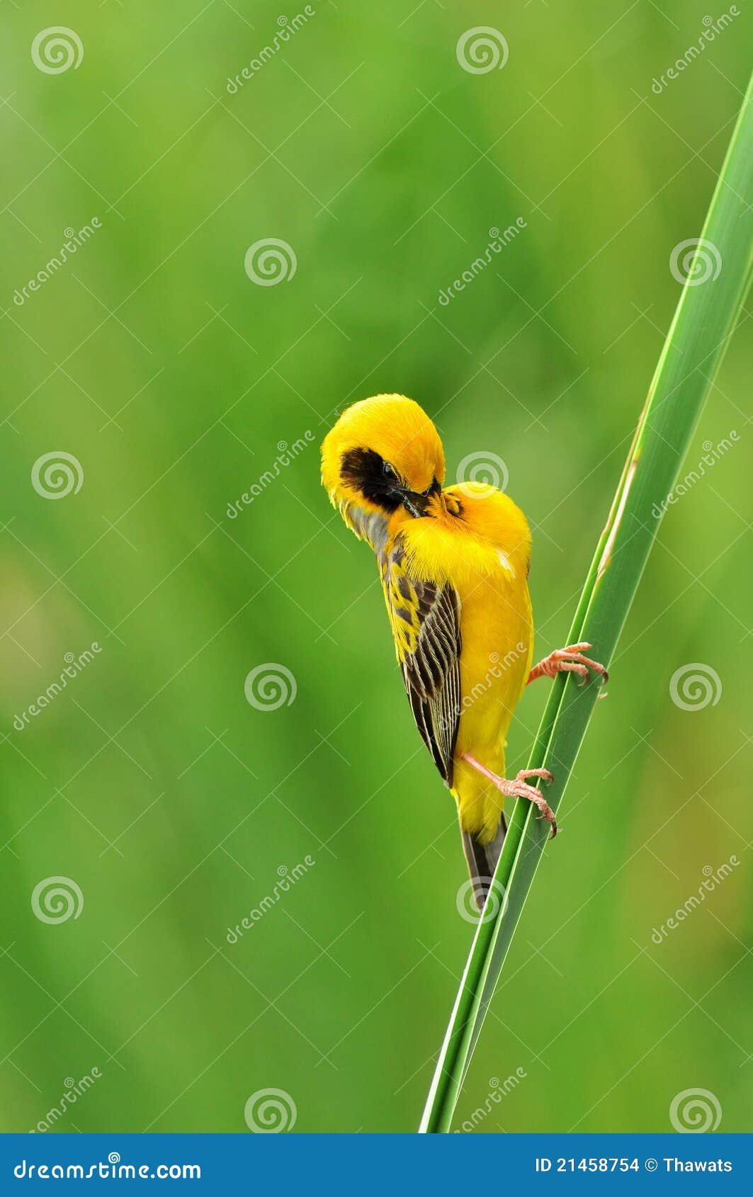 Asian Golden Weaver (bird) stock photo. Image of green - 21458754