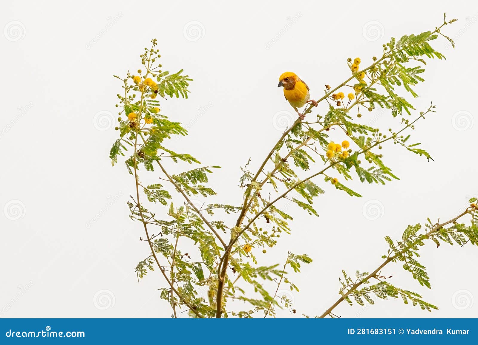Asian Golden weaver bird stock image. Image of grass - 281683151