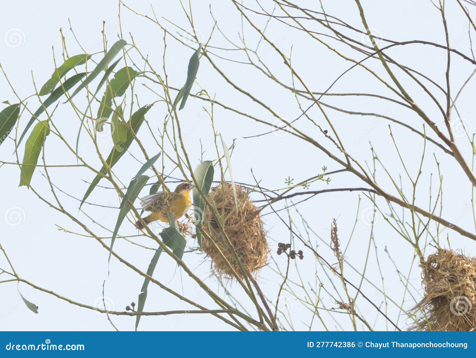 Asian Golden Weaver stock photo. Image of brown, nesting - 277742386