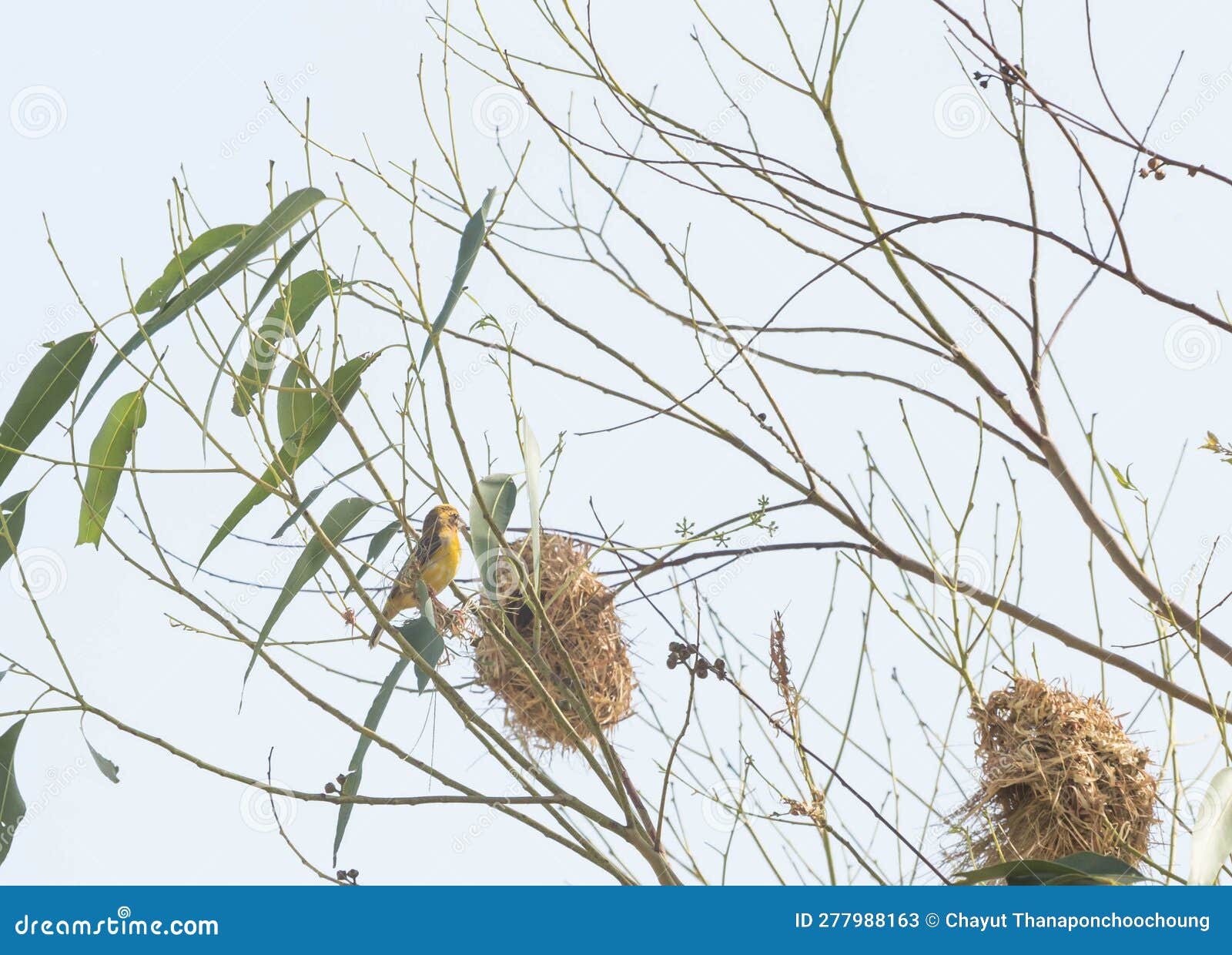 Asian Golden Weaver stock image. Image of countryside - 277988163