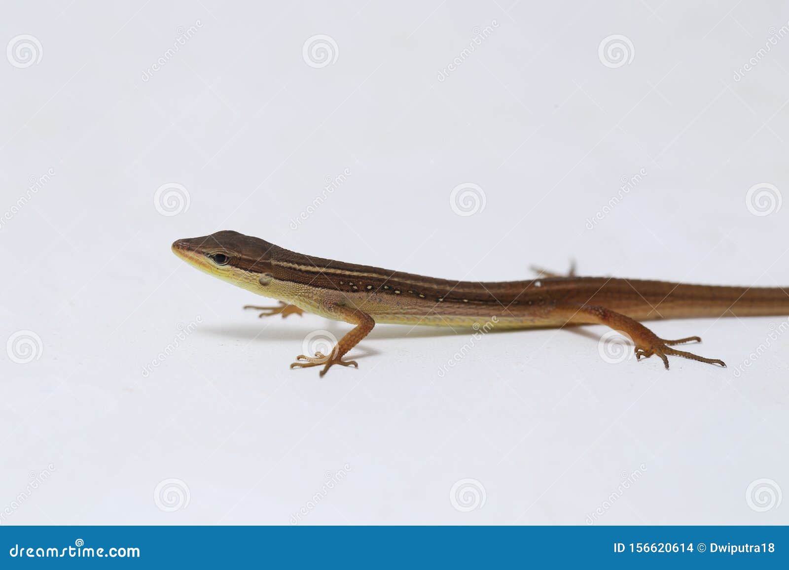 Asian Grass Lizard Six Striped Long Tailed Lizard Or Long Tailed Grass Lizard Takydromus