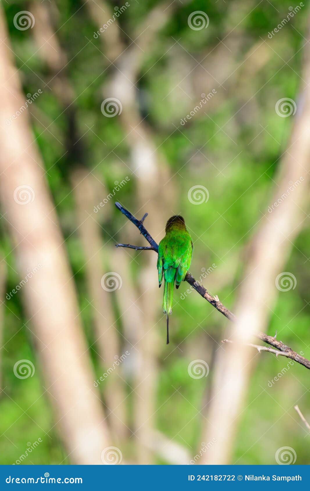 Asian Green Eater Bird Sitting on a Thorn Twig, View from the Back of ...