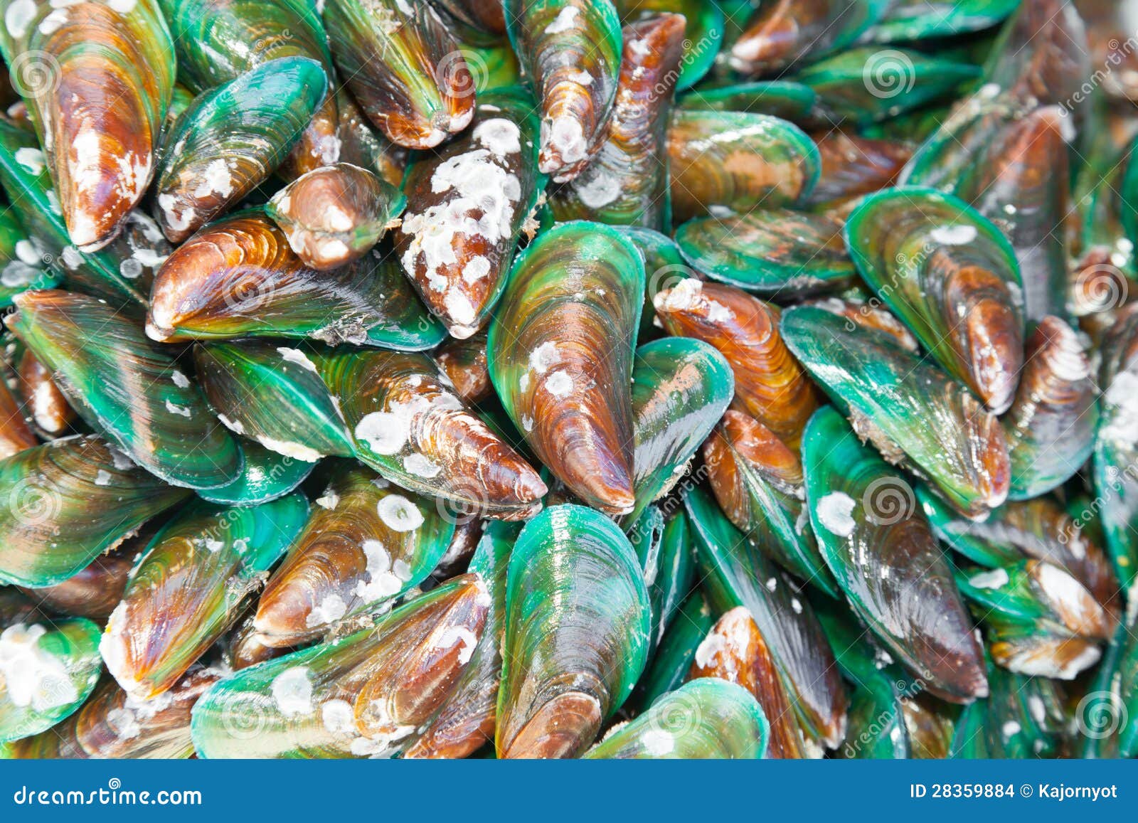 Asian Green mussel stock photo. Image of food, basket - 28359884
