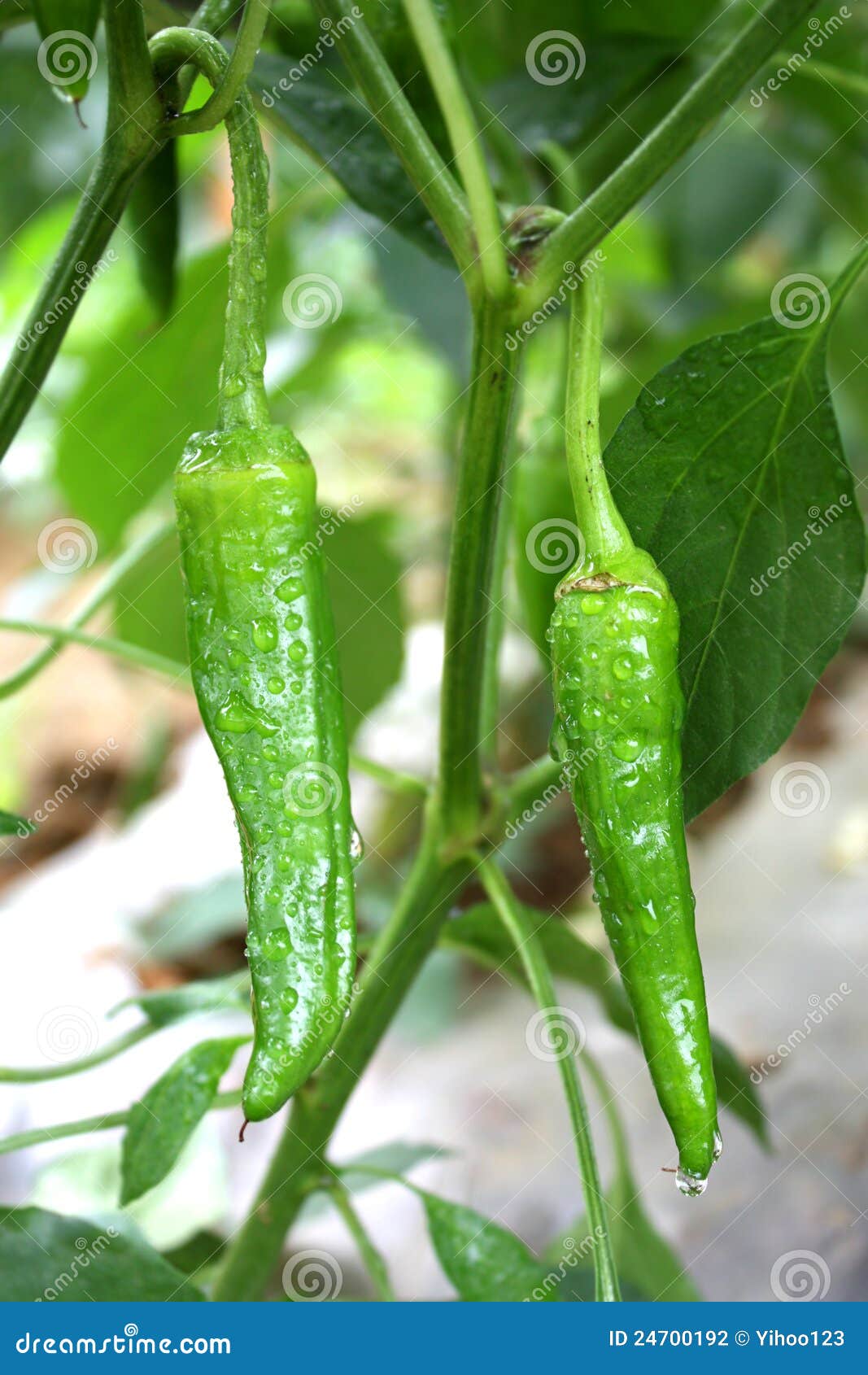 Asian Green pepper stock illustration. Illustration of colorful - 24700192