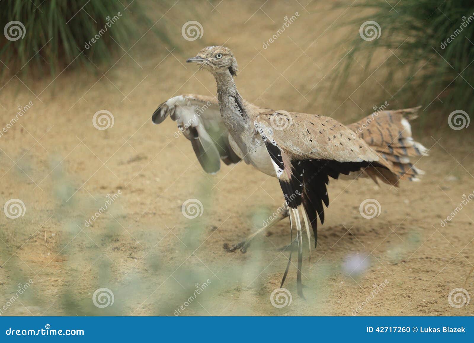 Asian houbara bustard stock photo. Image of bustard, taking - 42717260