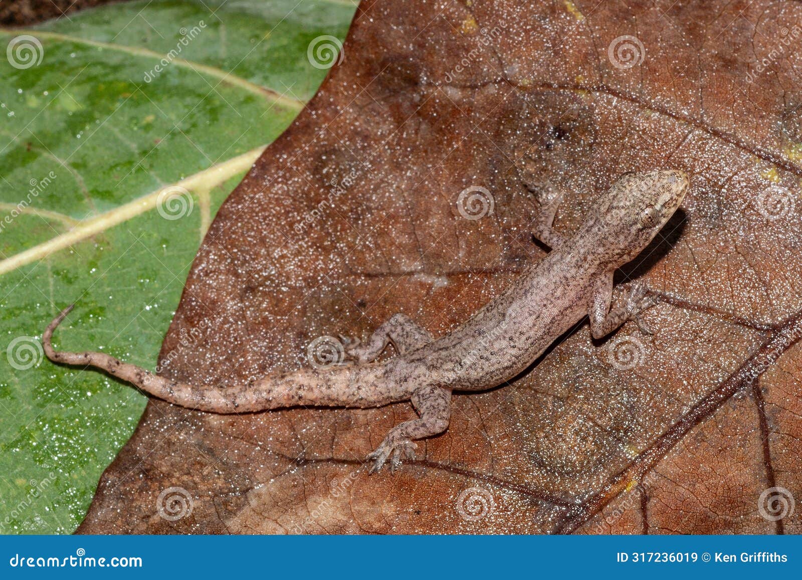 Asian House Gecko stock image. Image of asian, hemidactylus - 317236019